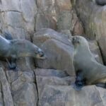 Port Stephens: 2.5-Hour Whale Watching & Outer Island Cruise - FAQs