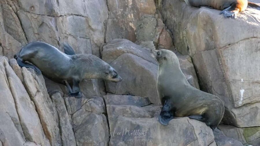 Port Stephens: 2.5-Hour Whale Watching & Outer Island Cruise - FAQs