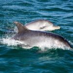 Port Stephens: Dolphin Discovery Cruise - Who Should Consider This Tour?