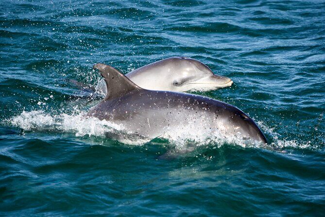Port Stephens: Dolphin Discovery Cruise - Who Should Consider This Tour?