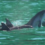 Port Stephens: Dolphin Watching Cruise - The Experience in Detail: What Makes It Stand Out