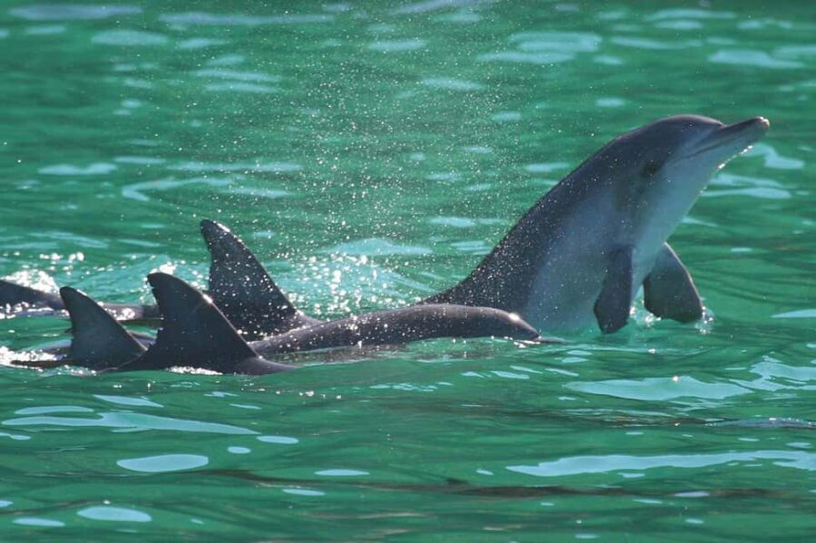 Port Stephens: Dolphin Watching Cruise - The Experience in Detail: What Makes It Stand Out