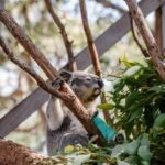 Port Stephens: Koala Sanctuary General Admission Ticket - Practical Details and Tips for Visitors