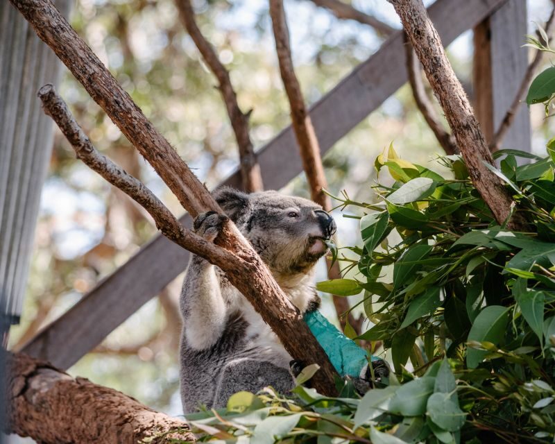 Port Stephens: Koala Sanctuary General Admission Ticket - Practical Details and Tips for Visitors