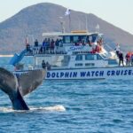 Port Stephens: Whale Watching Cruise - The Bottom Line: Who Will Love This Experience?