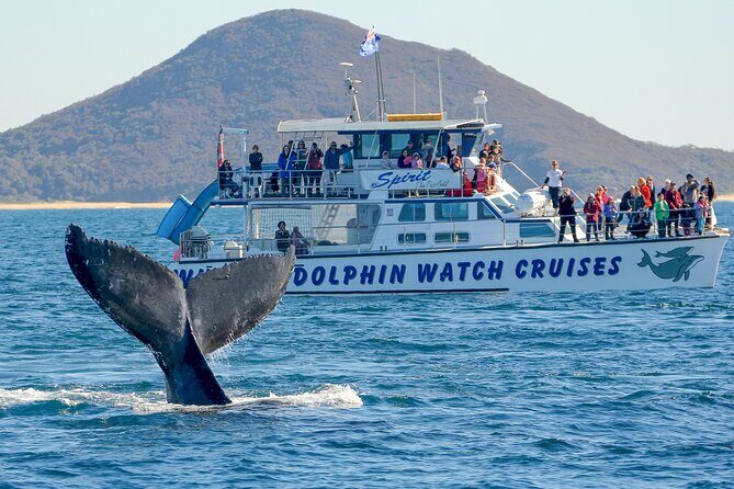 Port Stephens: Whale Watching Cruise - The Bottom Line: Who Will Love This Experience?