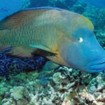 Poseidon Outer Great Barrier Reef Snorkeling and Diving Cruise from Port Douglas - Who Will Love This Tour?