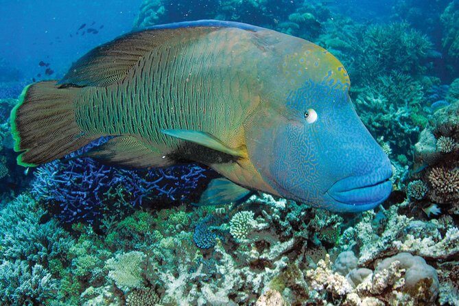 Poseidon Outer Great Barrier Reef Snorkeling and Diving Cruise from Port Douglas - Who Will Love This Tour?