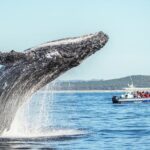 Premier Whale Watching Byron Bay - Why Whale Watching from Byron Bay is Worth It