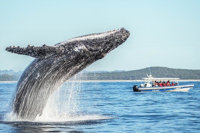 Premier Whale Watching Byron Bay - Why Whale Watching from Byron Bay is Worth It