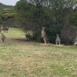 Premium Great Ocean Road Reverse Tour 13Pax Max Hotel PickUP - What Makes This Tour Stand Out?