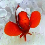 Premium Guided Dive Trip - Outer Great Barrier Reef - What Makes This Tour Valuable?