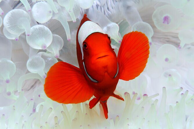Premium Guided Dive Trip - Outer Great Barrier Reef - What Makes This Tour Valuable?