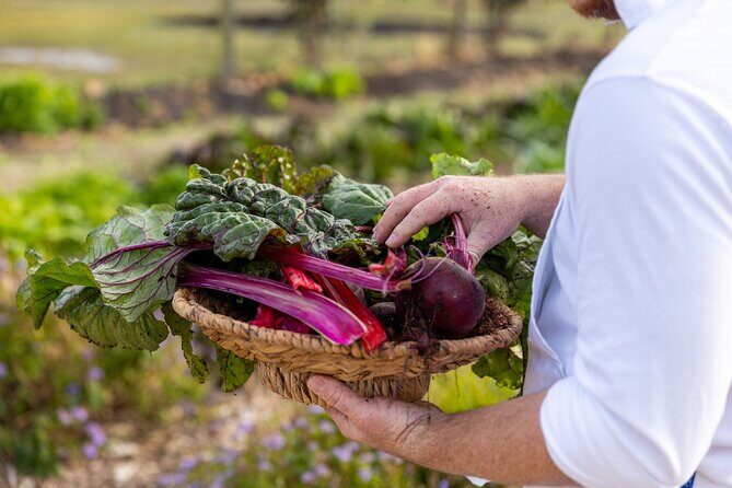 Premium Hunter Wine Tour with Degustation Lunch and Paired Wines - Why This Tour Is Worth Considering