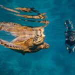 Premium Sea Scooter Turtle Adventure - What to Expect