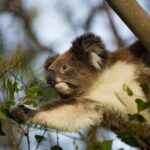 Premium Small Group Great Ocean Road & Wildlife with Lunch - What Travelers Say: Authentic Perspectives