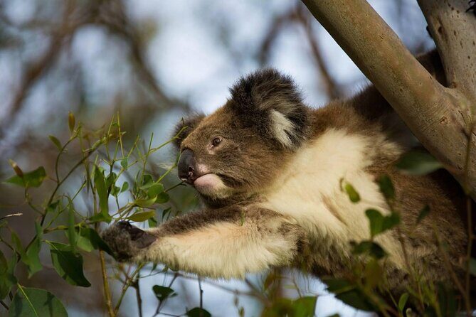 Premium Small Group Great Ocean Road & Wildlife with Lunch - What Travelers Say: Authentic Perspectives