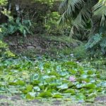 Premium Tour DE Tahiti, EN Half Day Privatised - The Price & Its Value