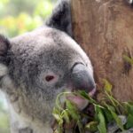Private 10-hour Tour to Blue Mountains from Sydney - Hotel pick up & drop off - The Price Point: Value or Splurge?