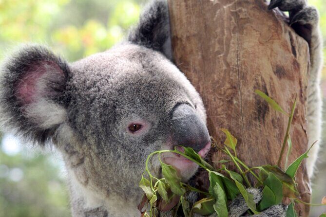 Private 10-hour Tour to Blue Mountains from Sydney - Hotel pick up & drop off - The Price Point: Value or Splurge?