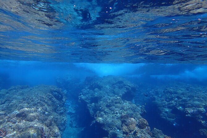 Private 4 Hours Reef Discovery Luxury Private Treasure Hunt in Bora Bora - Why This Tour Offers Excellent Value