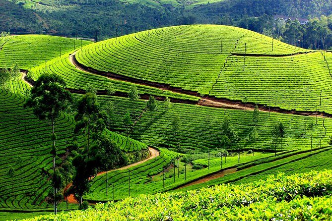 Private 7-Day Kerala Tour From Kochi With Aleppey Houseboat Cruise - The Details of Your Kerala Adventure