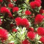 Private Auckland Wine & Dine Matakana Country & Cuisine - The Itinerary: What to Expect