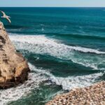 Private Auckland's West Coast - Piha/ Muriwai - Wild West Tour - FAQ