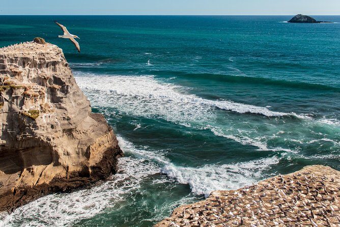 Private Auckland's West Coast - Piha/ Muriwai - Wild West Tour - FAQ