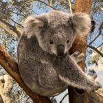 Private Blue Mountains Day Trip VIP from Sydney luxury Mercedes - The Value of a Private, Luxury Tour