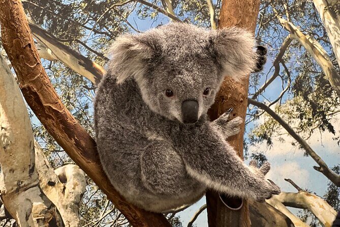 Private Blue Mountains Day Trip VIP from Sydney luxury Mercedes - The Value of a Private, Luxury Tour