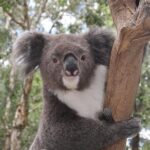 Private Blue Mountains Tour with Kangaroo and Koala Experience - FAQ