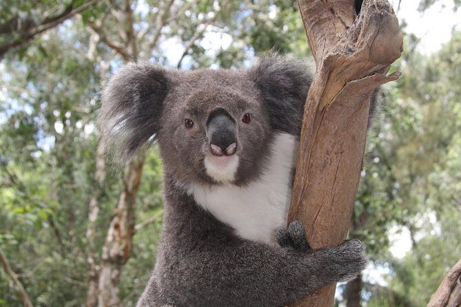 Private Blue Mountains Tour with Kangaroo and Koala Experience - FAQ