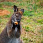 Private BlueMountains, ScenicWorld & AustralianWildlife Tour - An In-Depth Look at the Itinerary