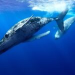 Private boat tour to swim with whales and sharks - The Itinerary Breakdown