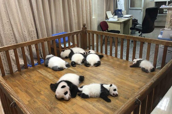 Private Day Tour of Chengdu City Overivew - Experiencing Local Life at Renmin Park