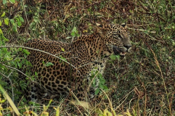 Private Day Tour: Yala National Park Safari Tour from Galle & Weligama - Final Thoughts
