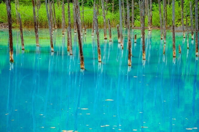 Private Day Trip to Asahiyama Zoo and Biei Blue Pond - The Value of a Private, Curated Experience
