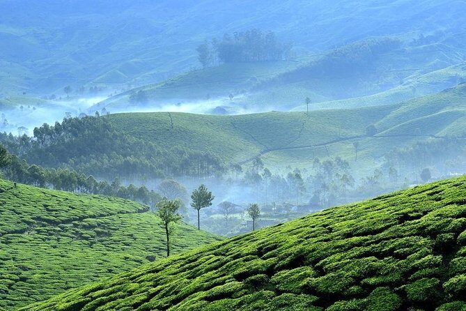 Private Day Trip to Munnar from Kochi (Cochin) - An In-Depth Look at the Munnar Day Trip