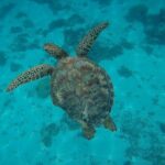 Private Discovery of the Marine Fauna of Moorea - Who Will Love This Tour?