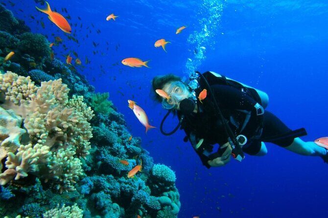 Private Diving Experience in Nusa Dua with Hotel Pick Up - Analyzing the Value