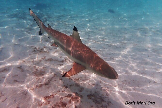 Private excursion Half day Moorea Discovery of the lagoon - FAQ