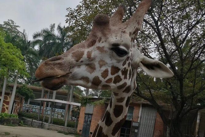 Private Family Day Tour in Guangzhou to Grandview Aquarium and Guangzhou Zoo - Transportation and Logistics