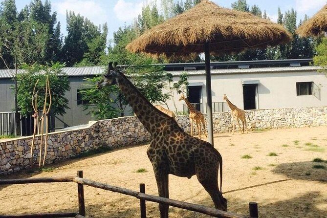 Private Full-Day Beijing Wildlife Park Tour - What Makes This Tour Special?