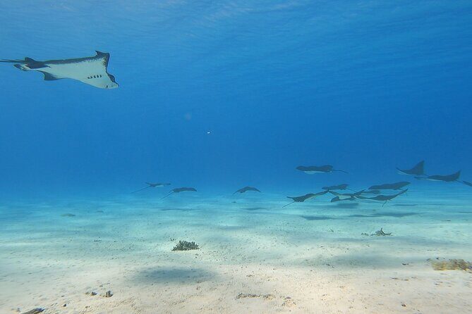 Private Full Day Lagoon Safari and Lunch on a Motu in Bora Bora - Final Thoughts: Is It Worth It?
