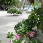PRIVATE FULL DAY LAGOON TOUR - Bora Bora Cultural Lagoon Tour - Final Thoughts