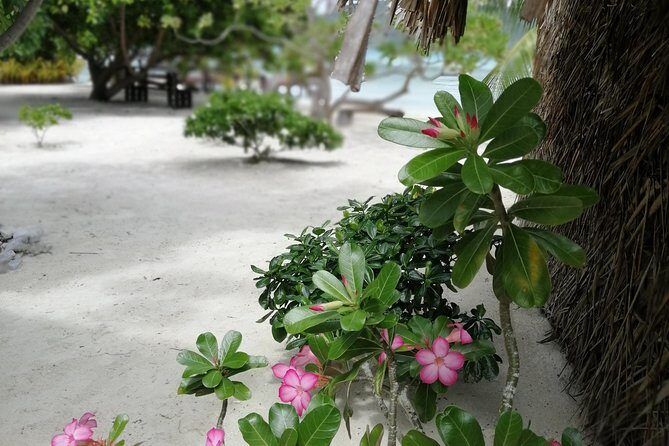 PRIVATE FULL DAY LAGOON TOUR - Bora Bora Cultural Lagoon Tour - Final Thoughts