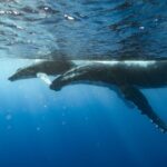 Private full day whale watching tour with lunch - The Experience in Detail
