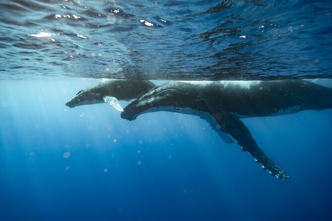Private full day whale watching tour with lunch - The Experience in Detail
