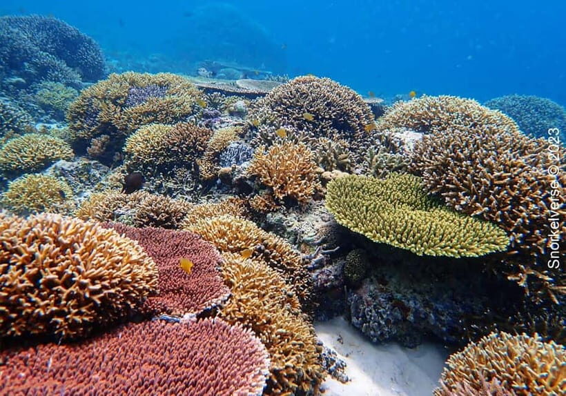 Private Gili Snorkeling Tour with Sunset Cruise Experience - Why This Tour Works for You